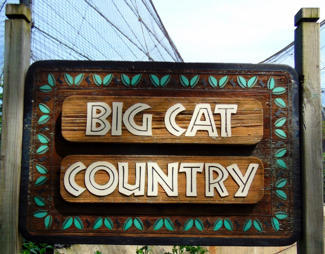 Big Cat Country St. Louis Zoo - The Zoo Review