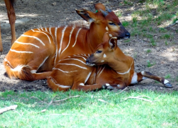 Bongo Africa Dickerson Park Zoo - The Zoo Review