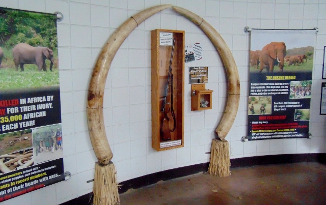 Educational Signage on Poaching Topeka Zoo - The Zoo Review