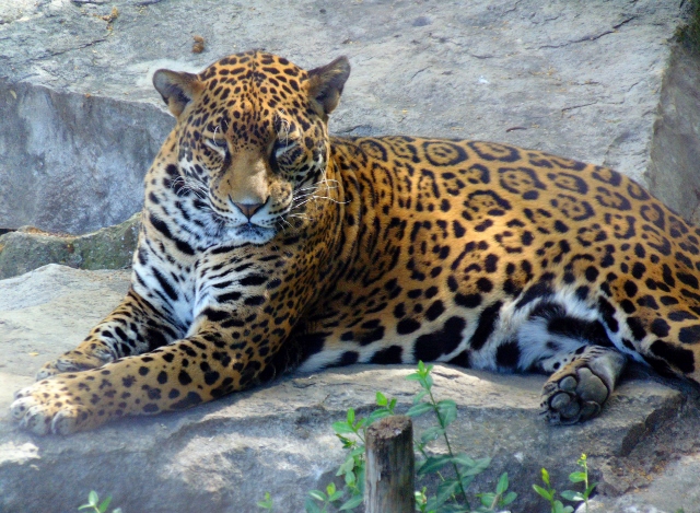 Jaguar Big Cat Country St. Louis Zoo - The Zoo Review