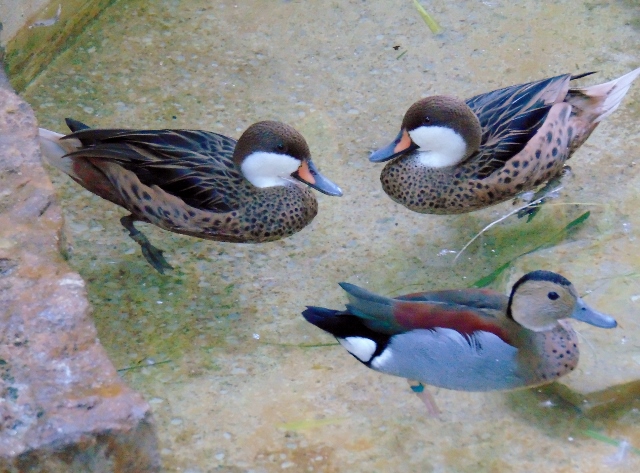 Rainforest Ducks Tropical Rainforest Building Topeka Zoo - The Zoo Review