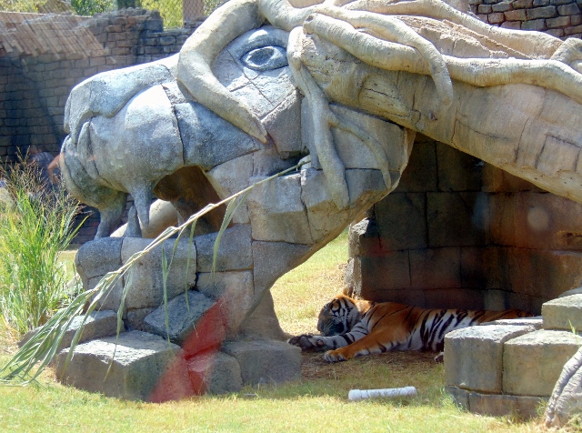 Tiger Exhibit Lost Kingdom Tulsa Zoo - The Zoo Review