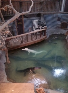 American Alligators Herpetarium Dallas Zoo Dallas Texas - The Zoo Review