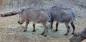 Warthogs Dallas Zoo Dallas Texas - The Zoo Review