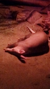 Aardvark - The Zoo Review