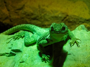 Collard Lizard Male - The Zoo Review