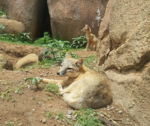 Swift Fox - The Zoo Review