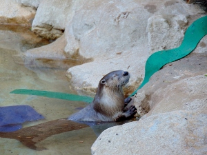 North American River Otter - The Zoo Review