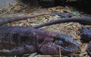 Red Tegu - The Zoo Review