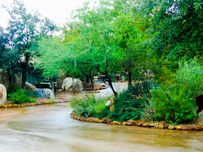 Dallas Zoo - The Zoo Review